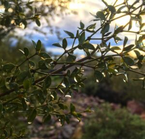 What is a Creosote Bush (And How To Use It) - Siphon Draw Apothecary